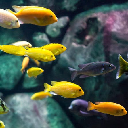 Back to School, for kids, fish, and giant eggs | San Diego County Library