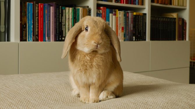 Famous Rabbits | San Diego County Library